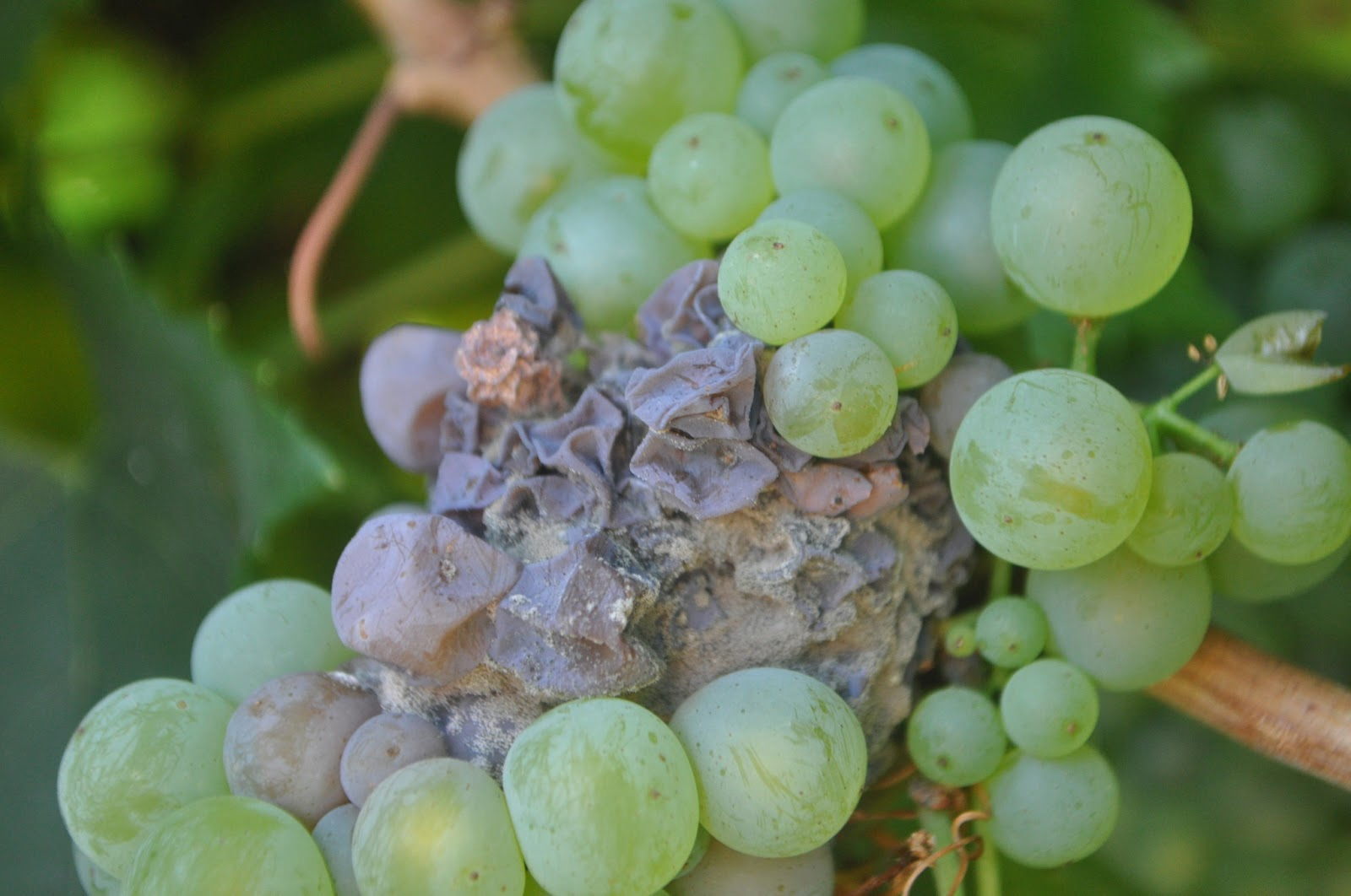 Identifying major grape diseases - Vineyard Magazine