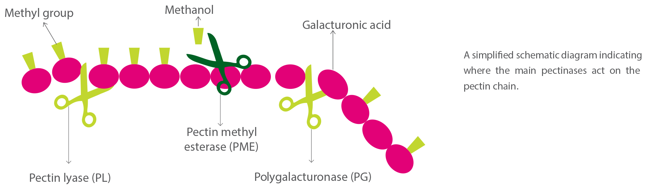 Erben: Enzymes - Vineyard Magazine