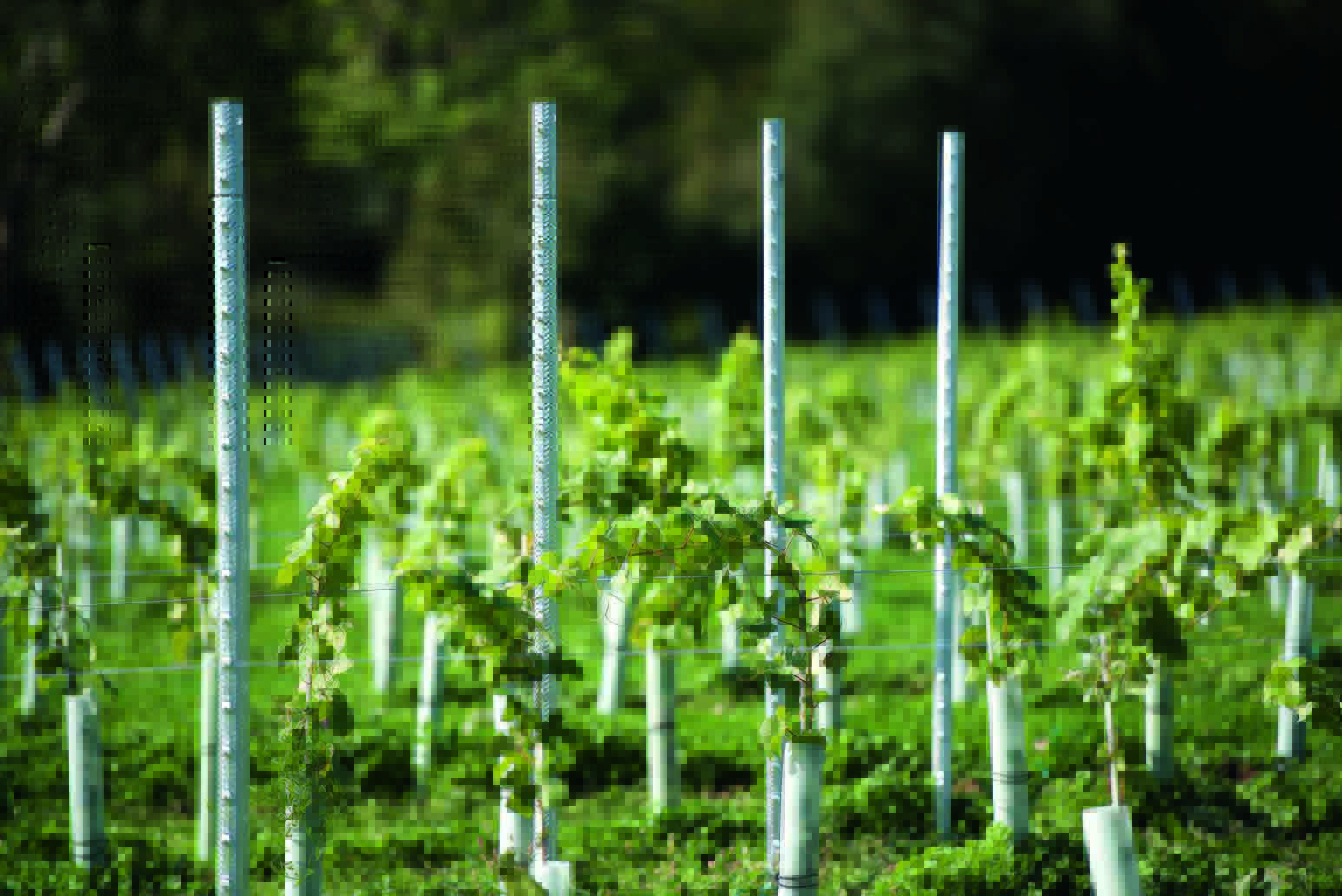 Steel takes pole position in vineyards - Vineyard Magazine