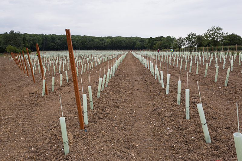 The vine post - Vineyard Magazine