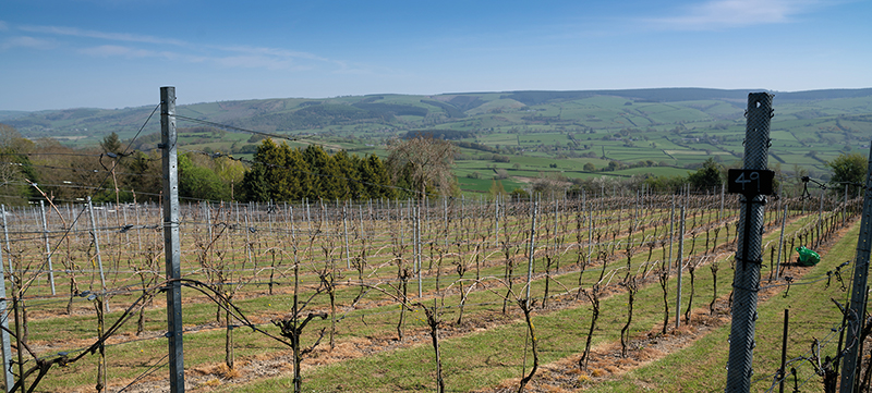Editor's visit: As above, so below - Vineyard Magazine