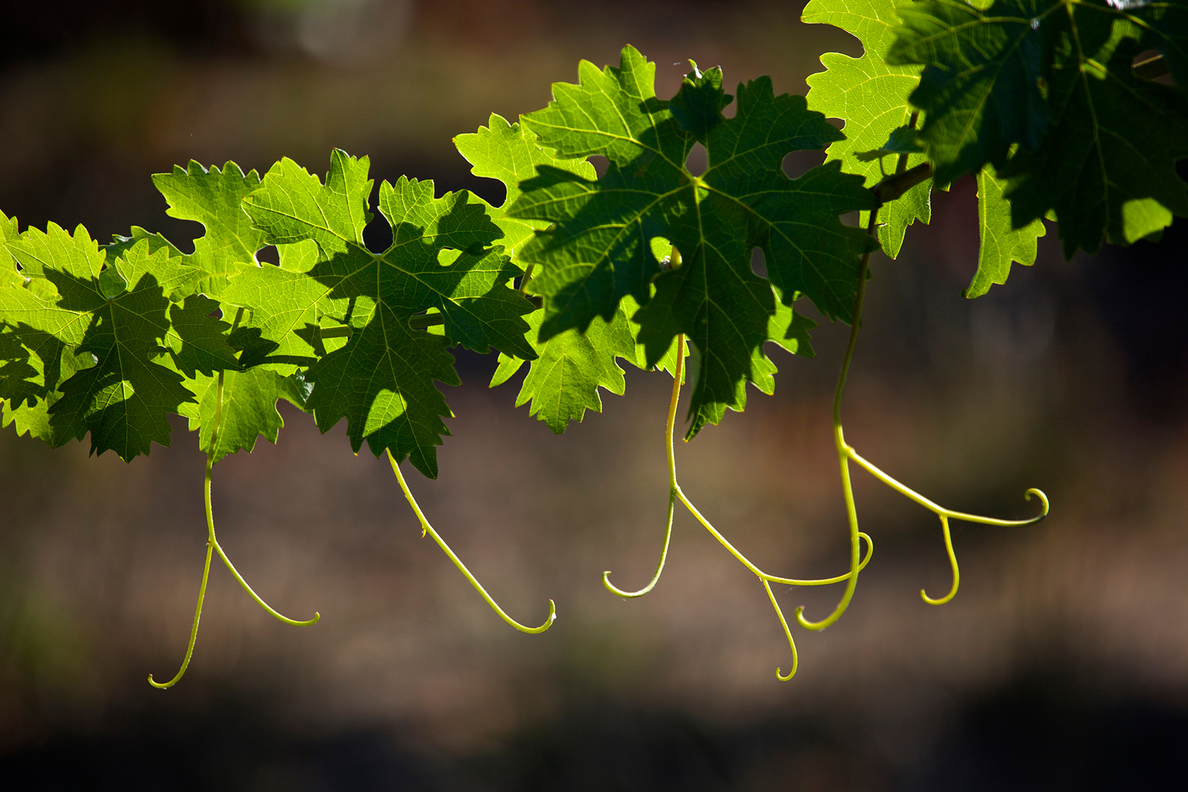 The vine post - Vineyard Magazine