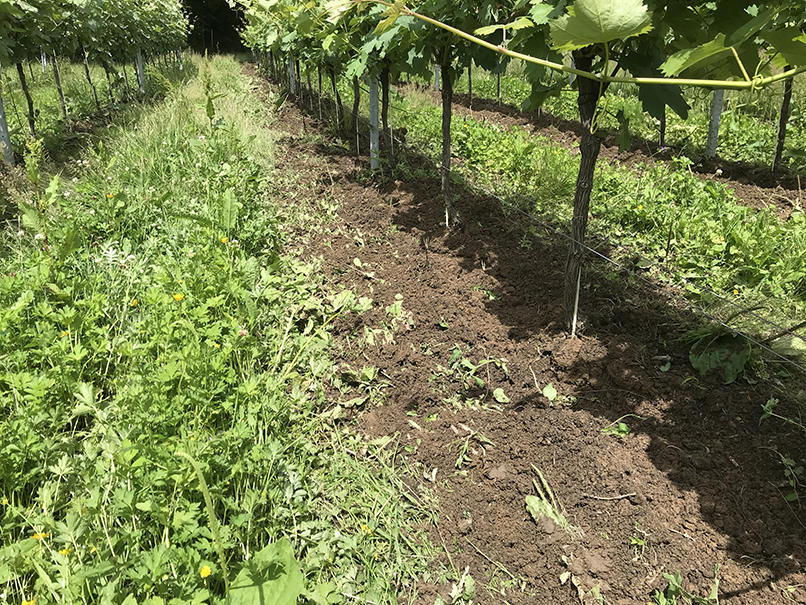 Weed control between vines - Vineyard Magazine