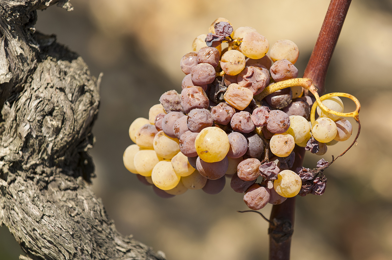 Delving into the hidden Botrytis threats - Vineyard Magazine