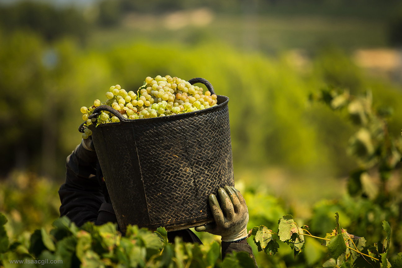 The vine post - Vineyard Magazine