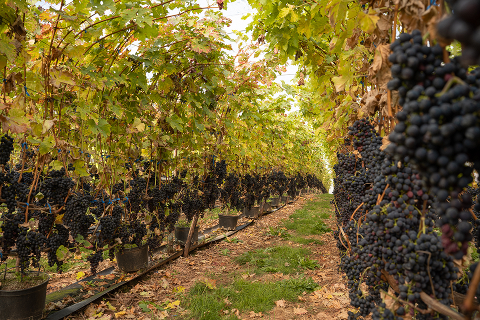 Under cover at Haygrove Evolution - Vineyard Magazine