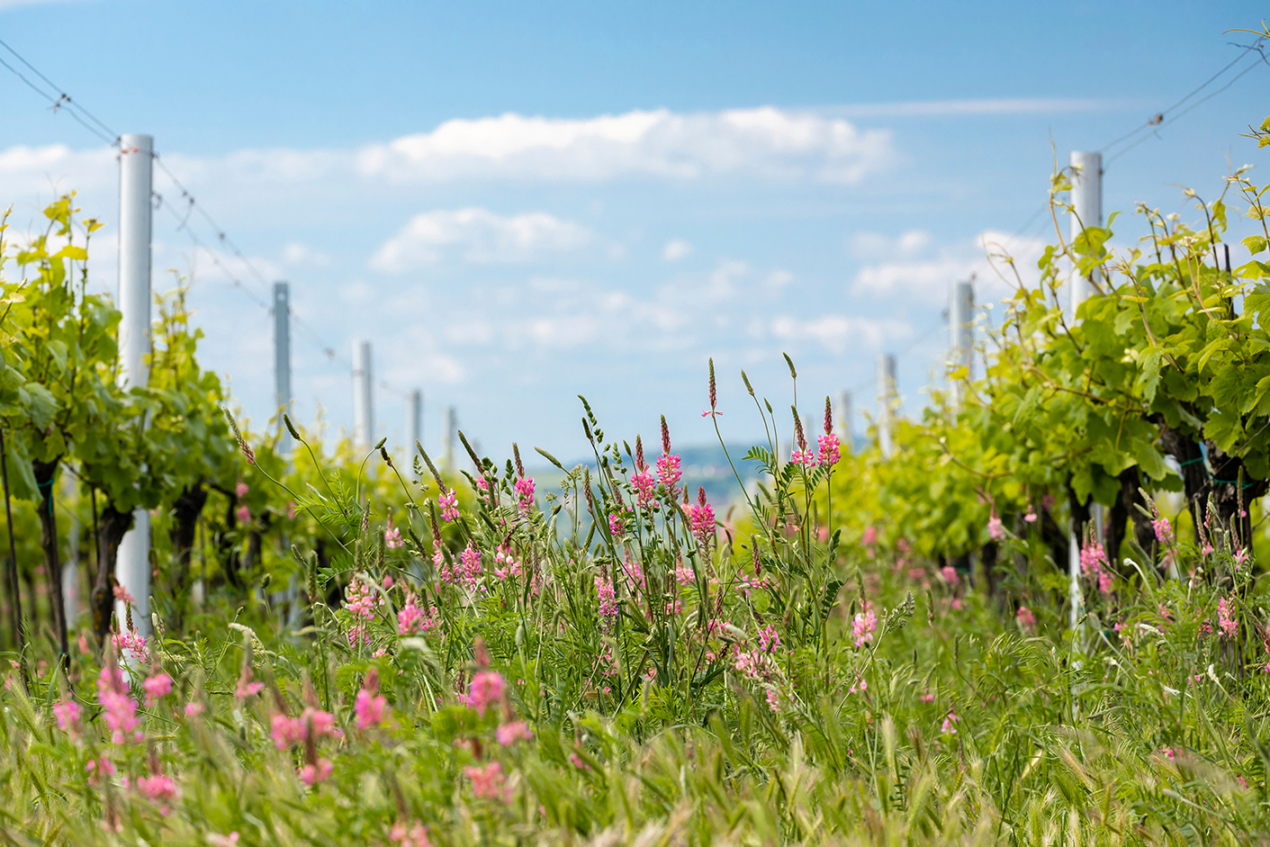 Five tips for establishing new vineyards - Vineyard Magazine