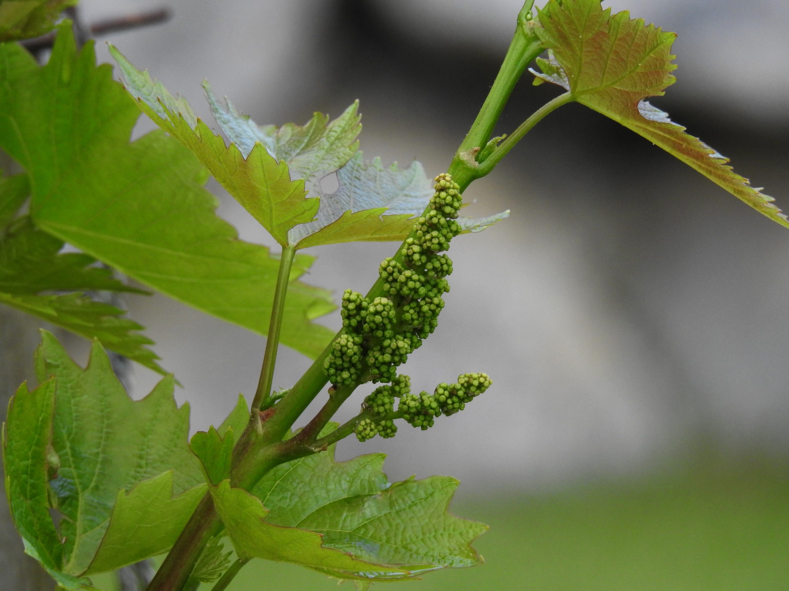 Four Steps To Flowering Success - Vineyard Magazine