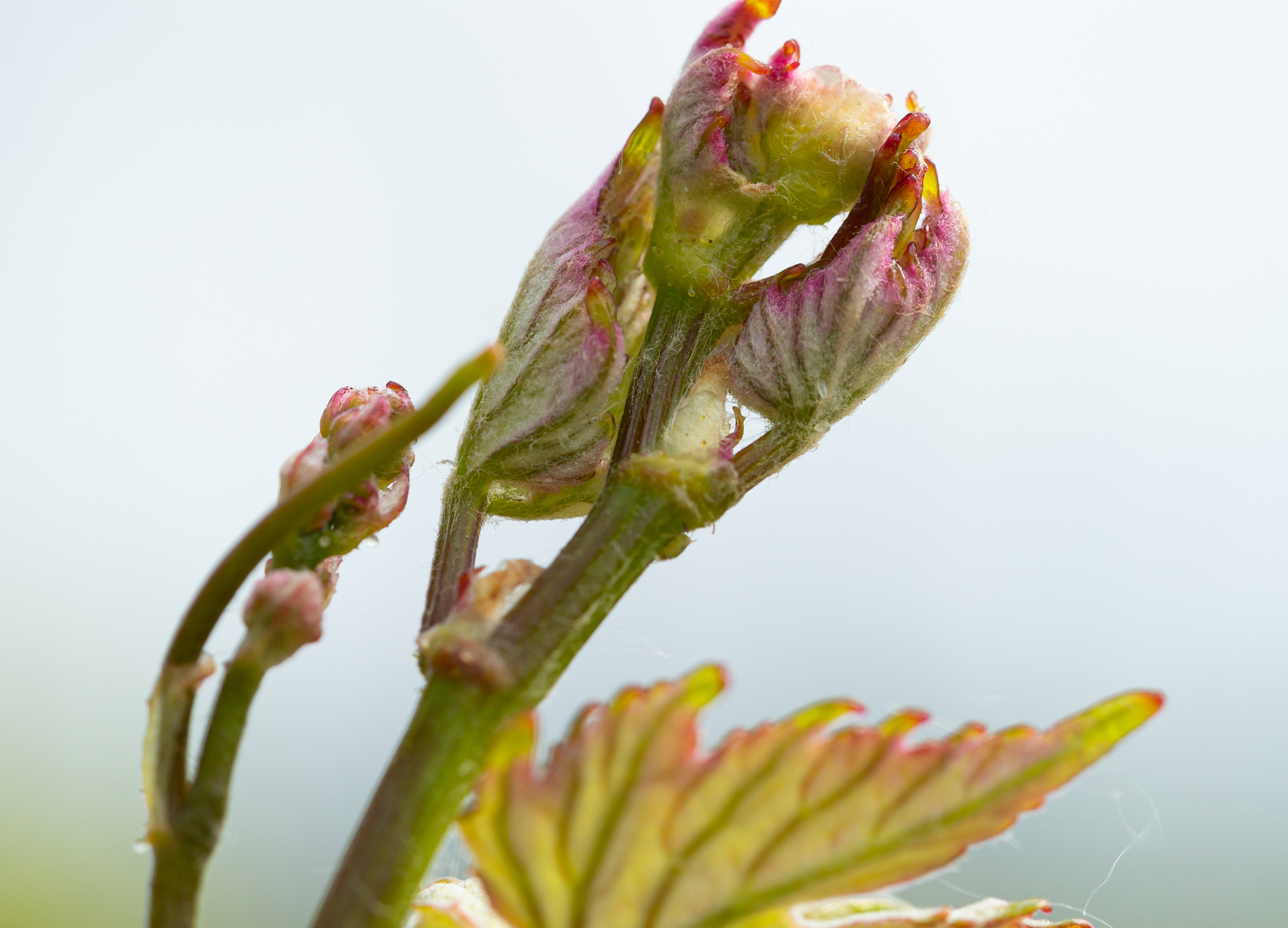 Keeping Vines Healthy Around Flowering - Vineyard Magazine