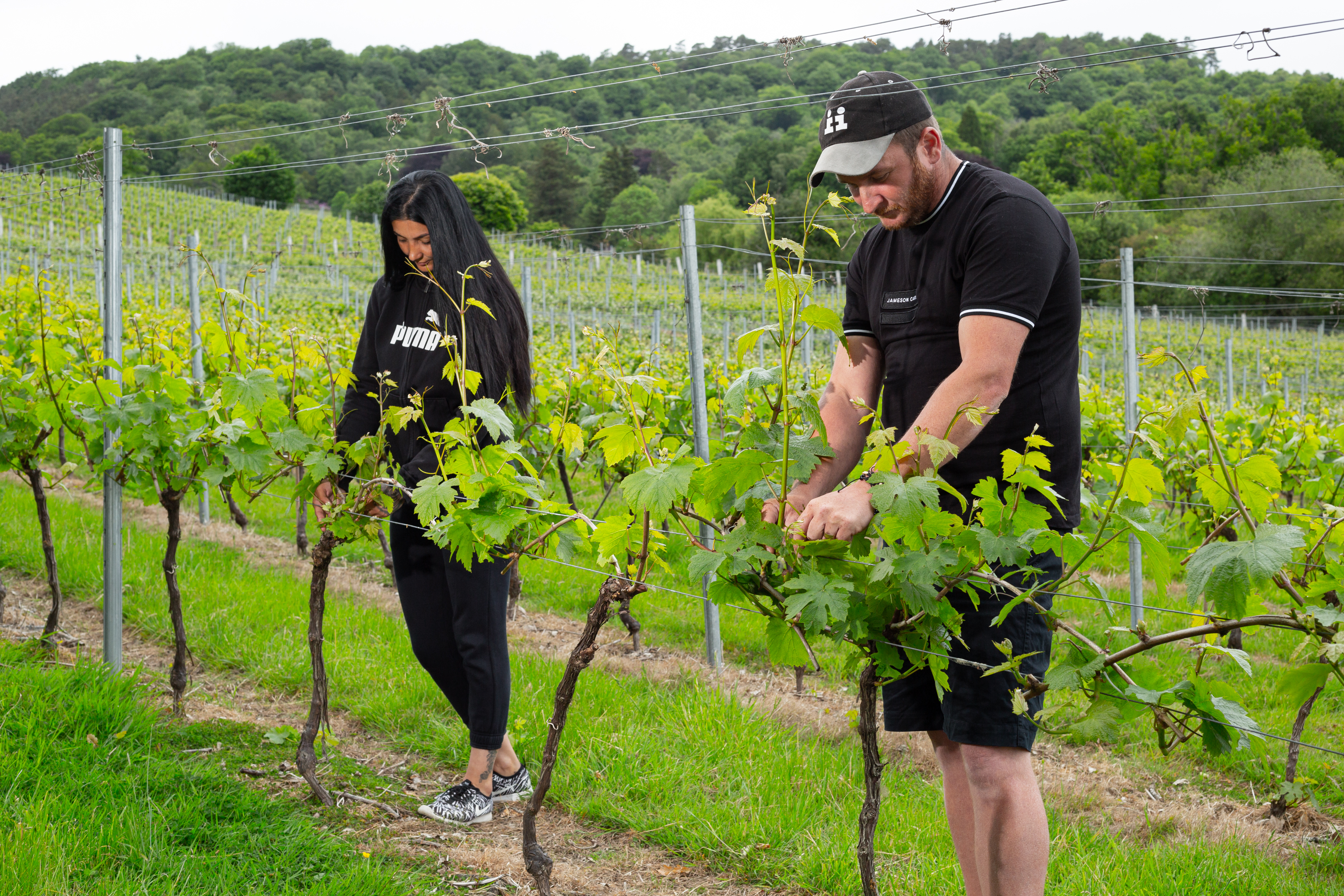 A Passion For Viticulture - Vineyard Magazine