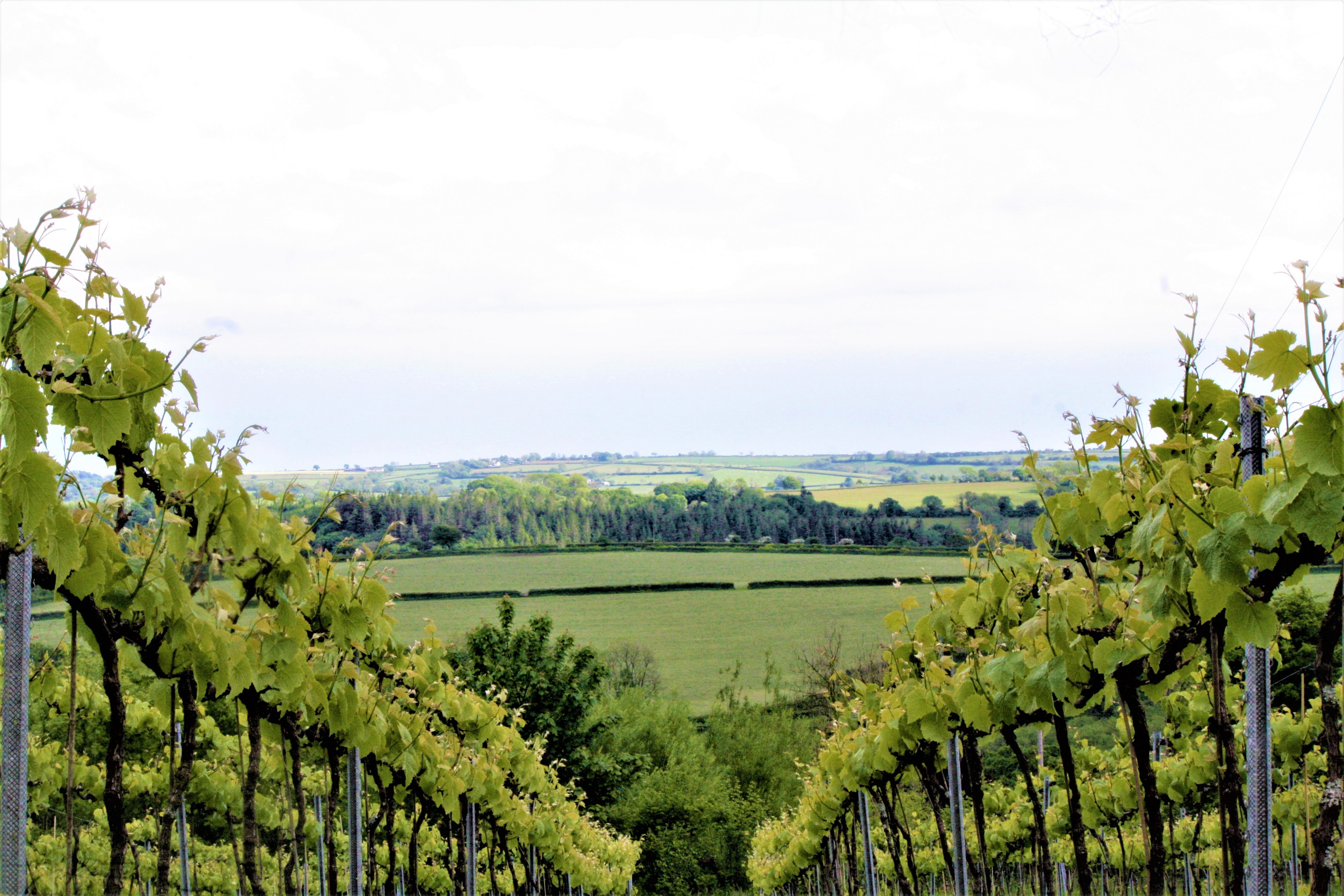 Welsh Wine Week - Vineyard Magazine