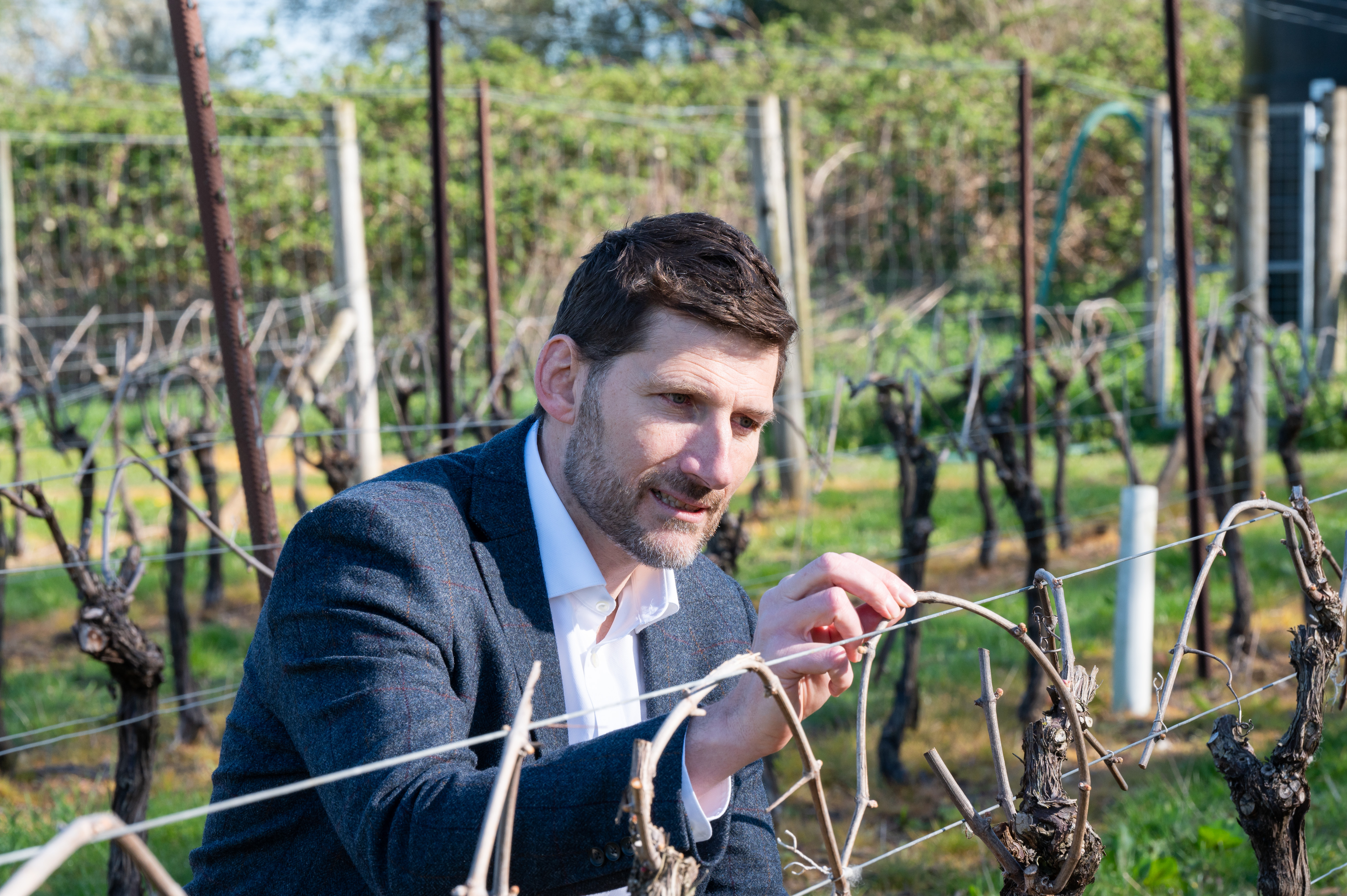 Knight Frank bolsters specialist Viticulture team - Vineyard Magazine