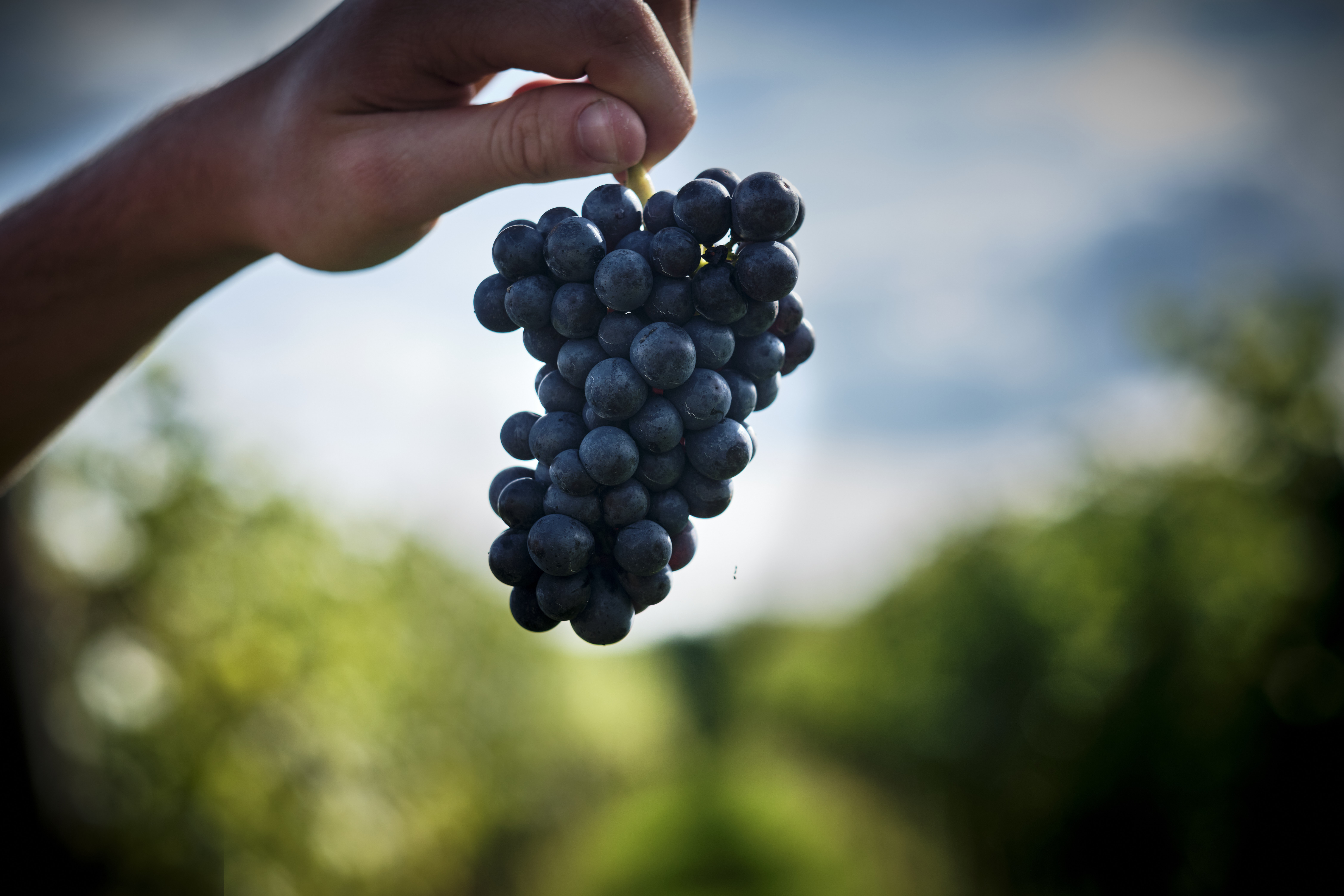 Pinot Noir: A grape in profile - Vineyard Magazine