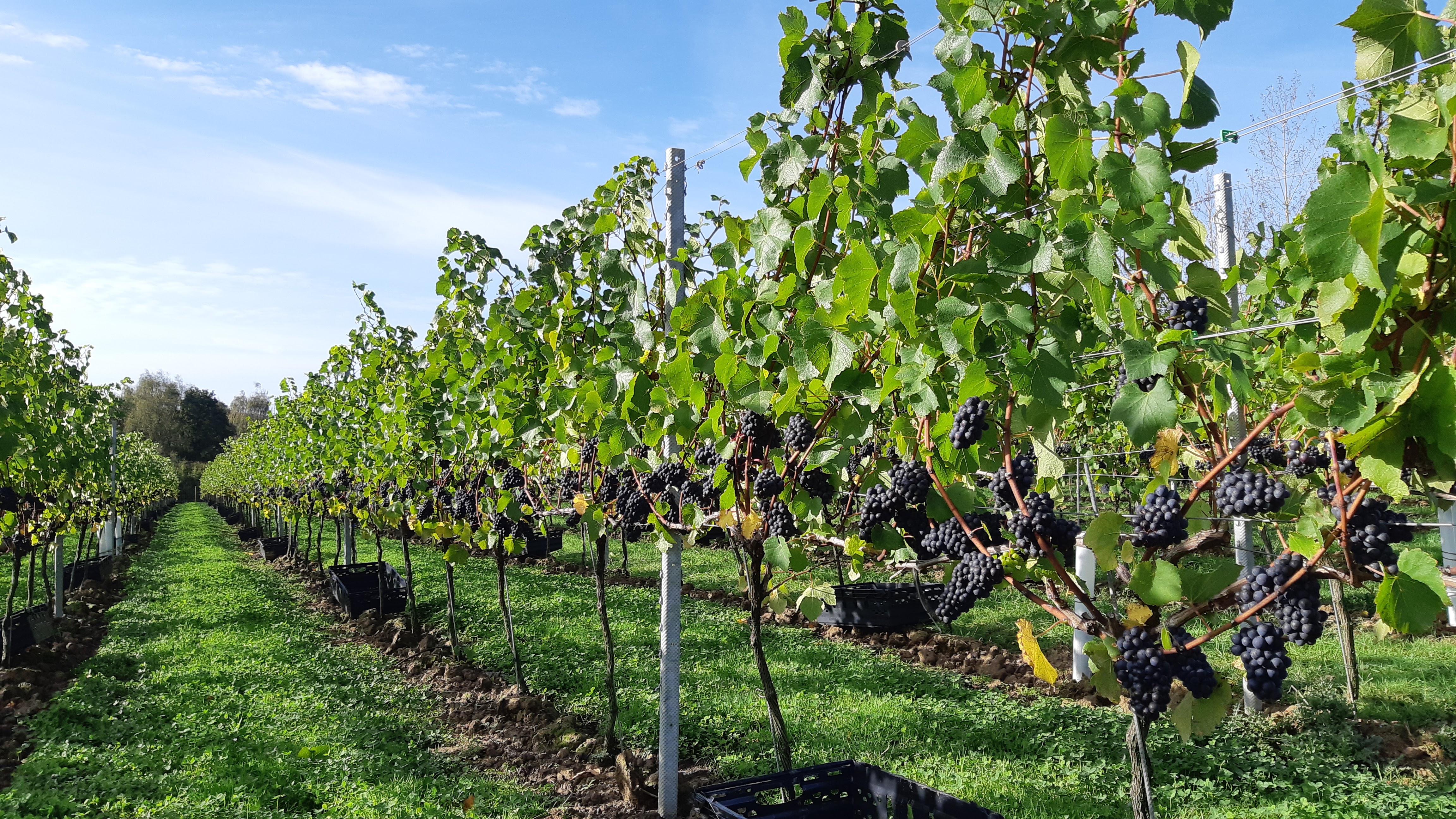 Adapting a VSP system - Vineyard Magazine