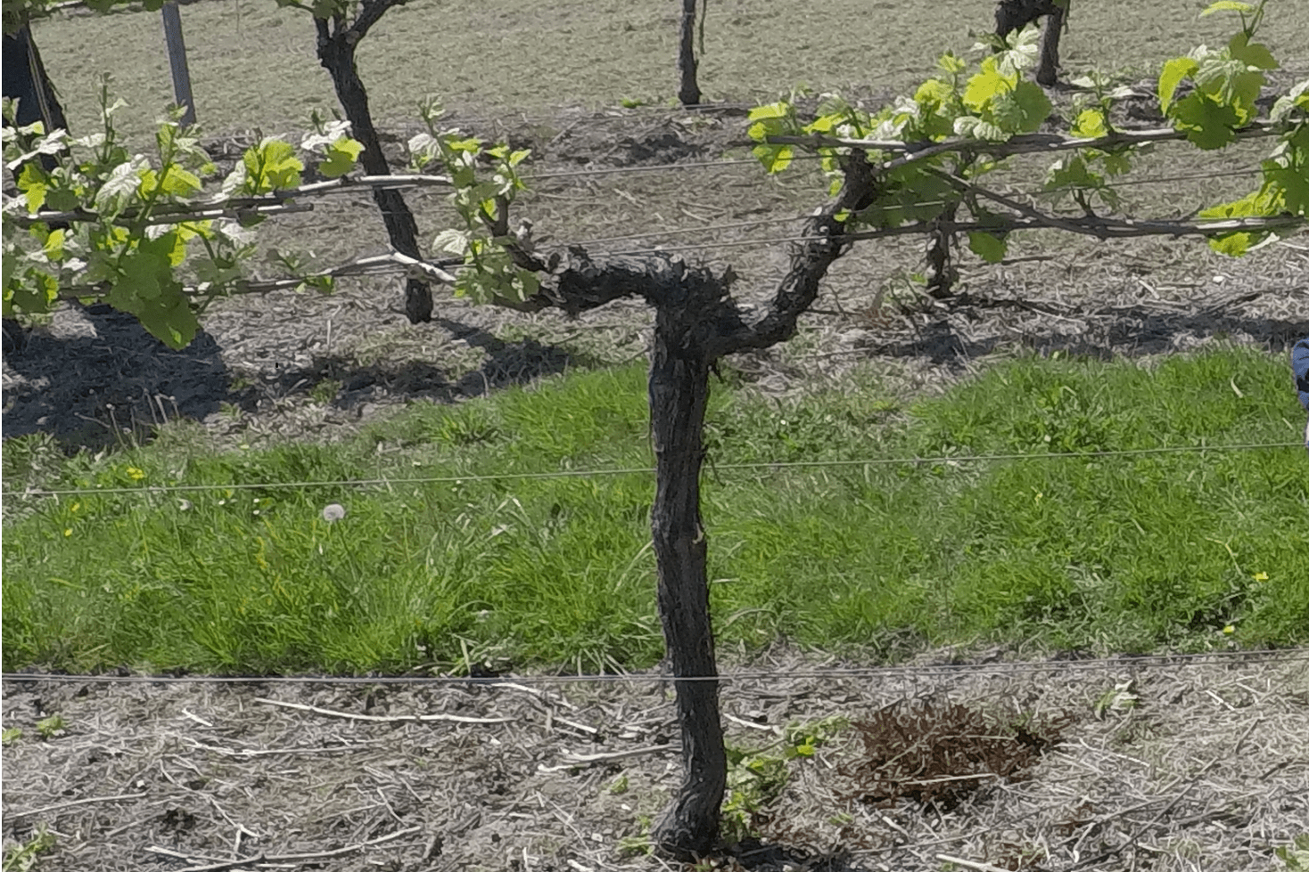 Adapting a VSP system - Vineyard Magazine