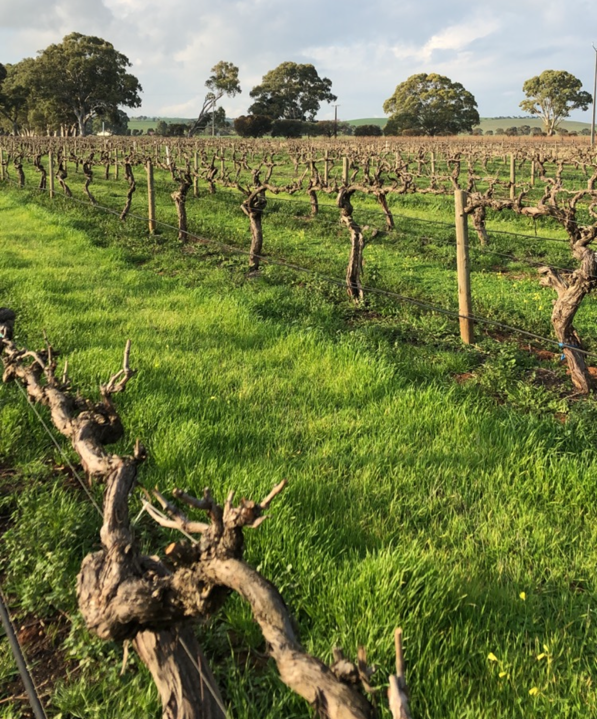 Is mechanised pruning an option for UK vineyards? - Vineyard Magazine
