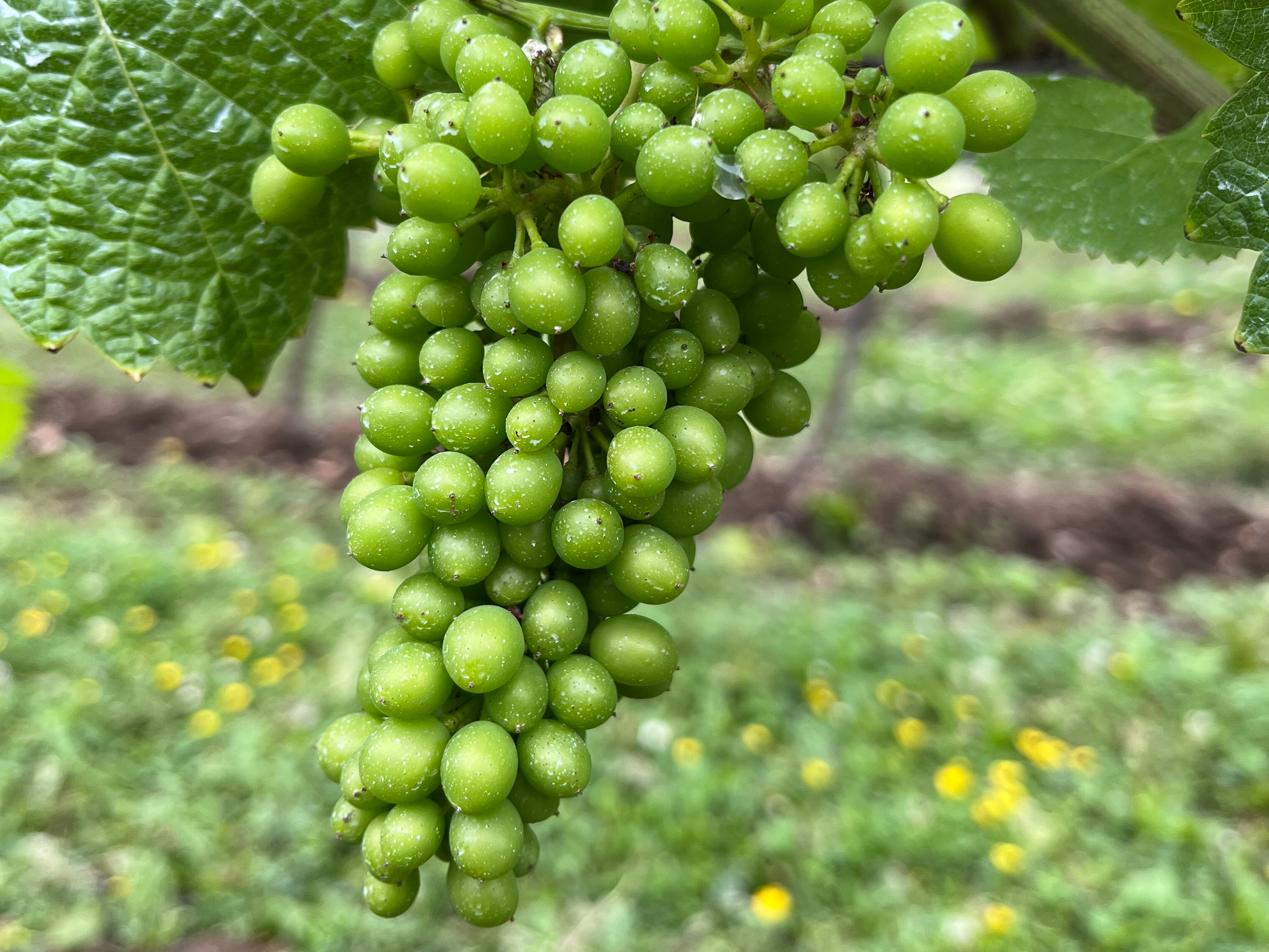 New vine growing guide - Vineyard Magazine