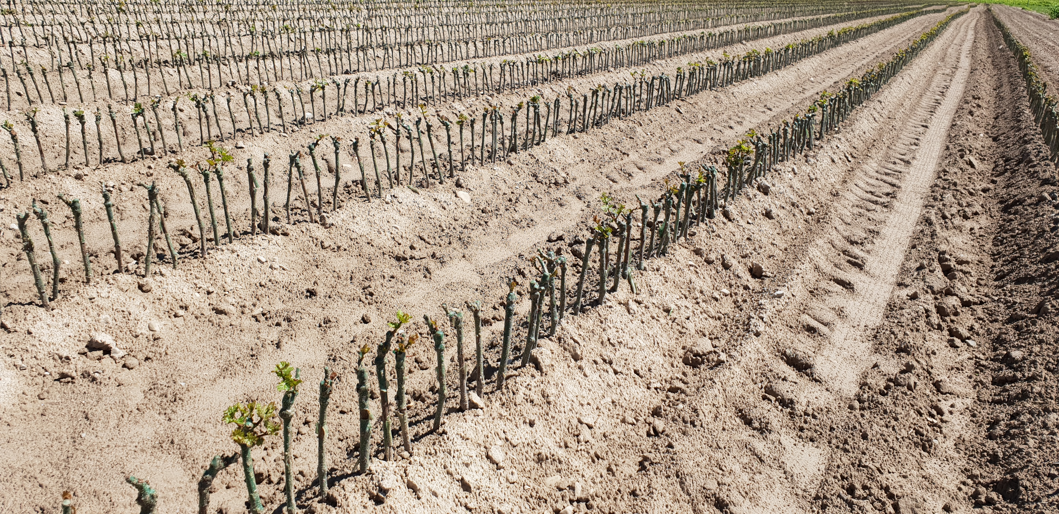 Choice of rootstocks can influence the crop - Vineyard Magazine