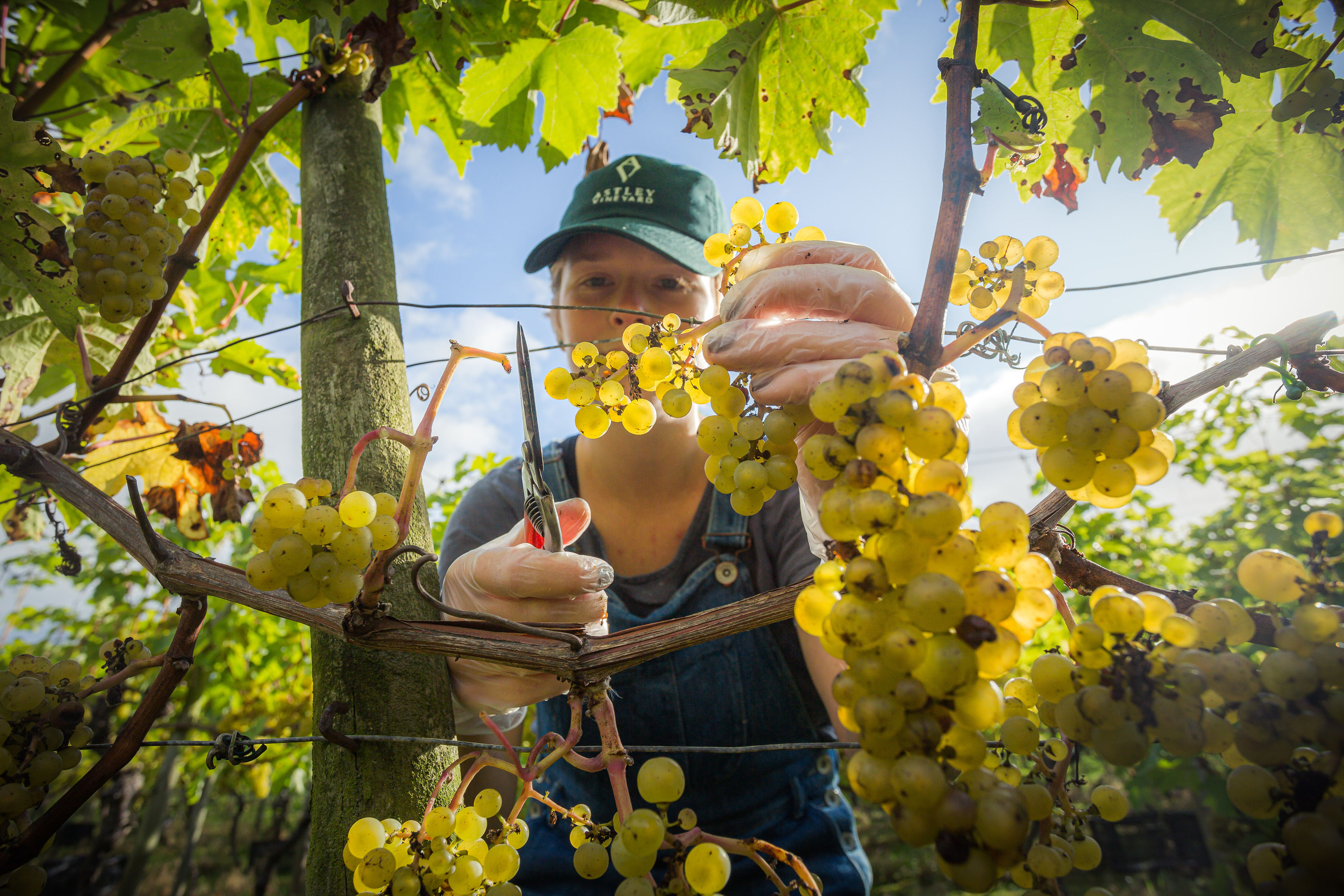 Building the foundations for a strong and sustainable vineyard ...