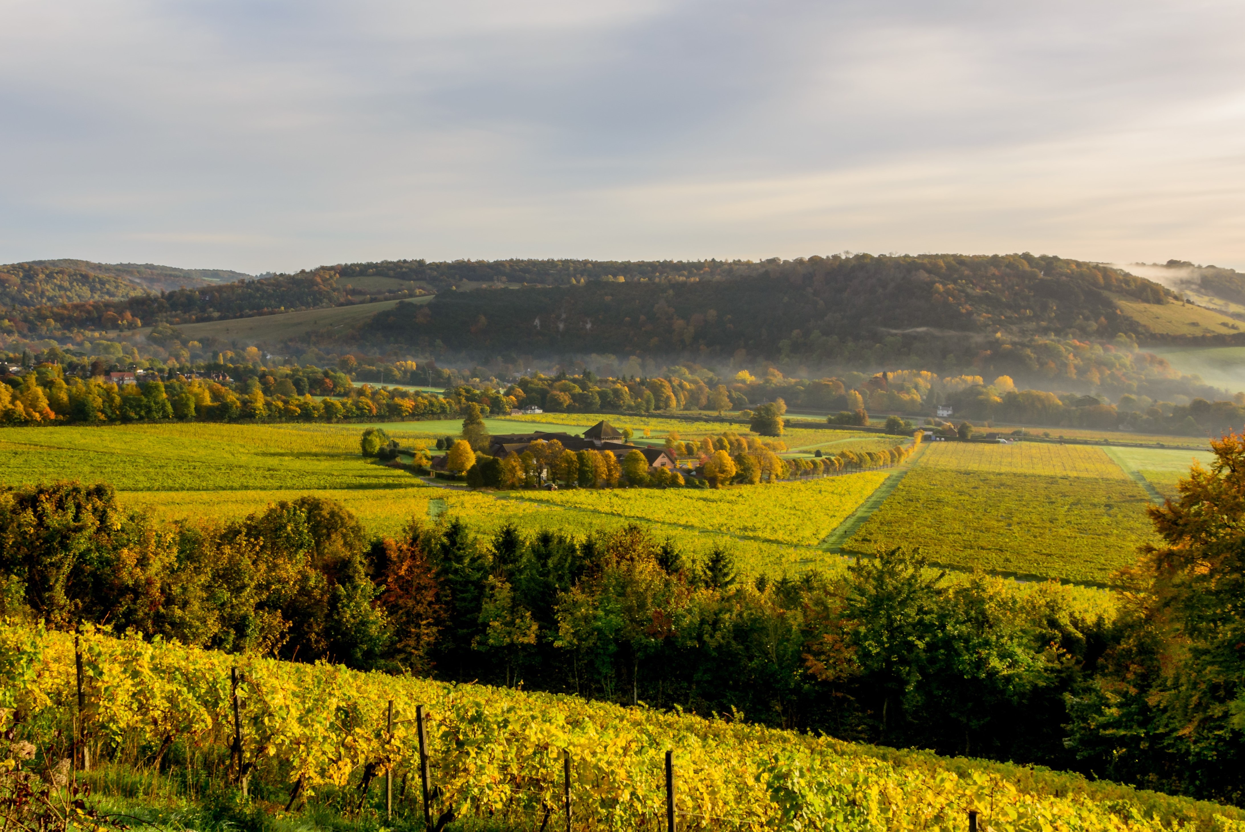Denbies Wine Estate announces B Corp Certification - Vineyard Magazine
