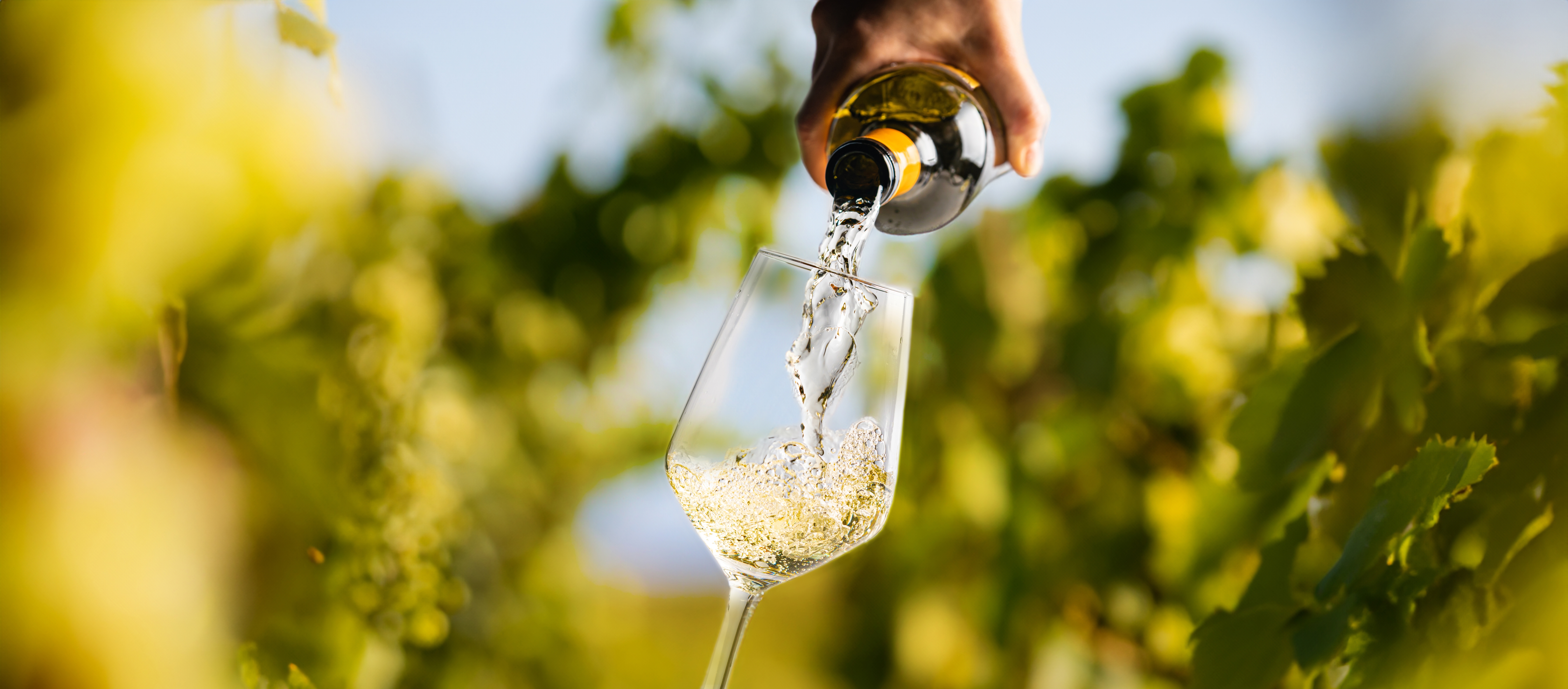 Establishing a vineyard - Vineyard Magazine