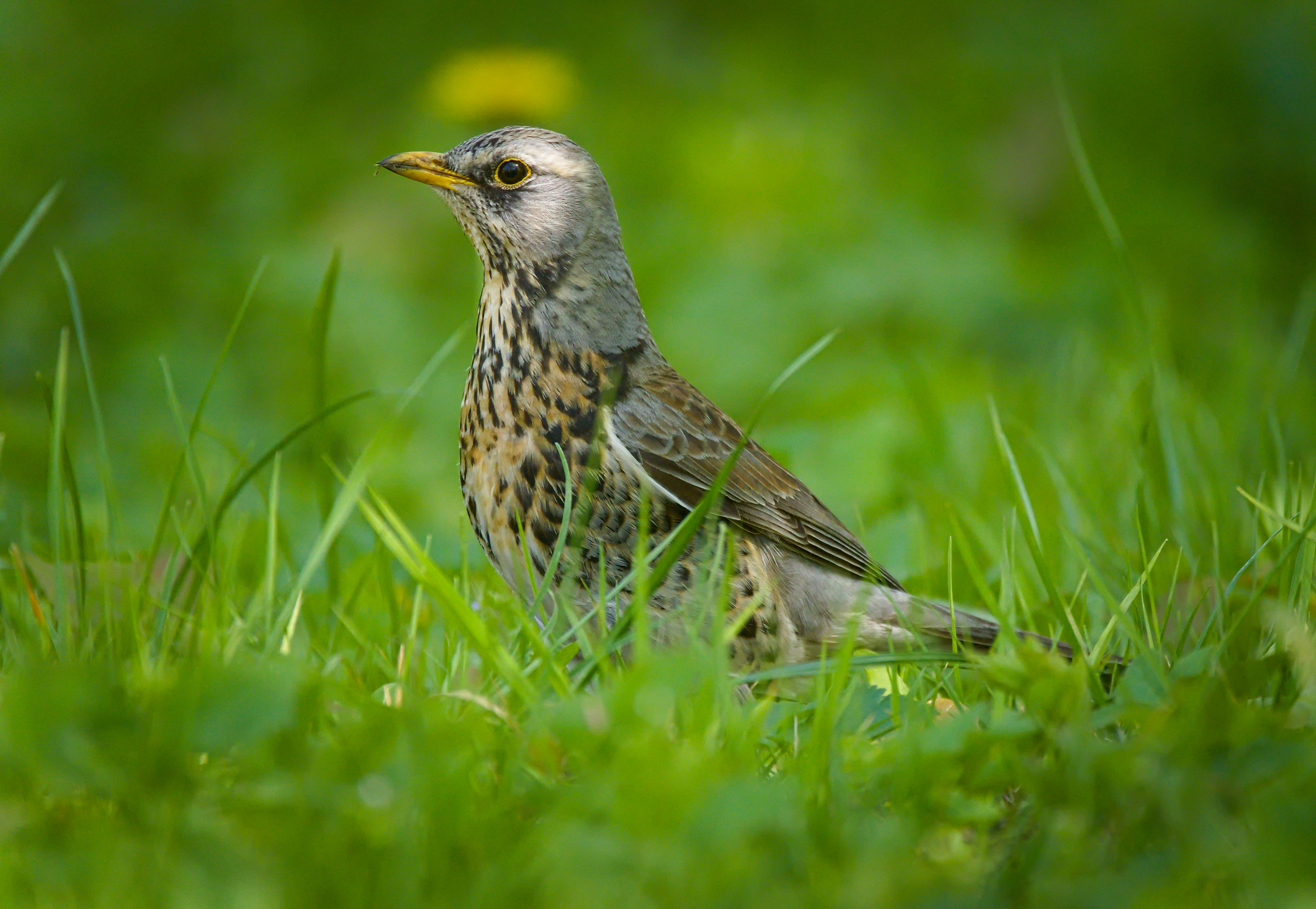 Big Farmland Bird Count shows farmer-led conservation is working ...