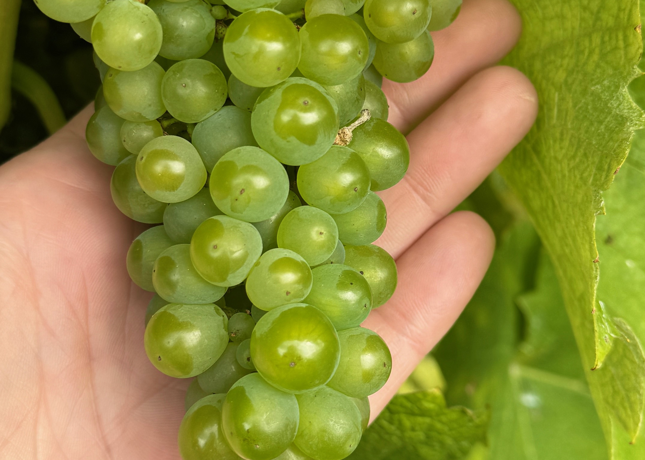 Bacchus – The signature grape of the English wine industry - Vineyard ...