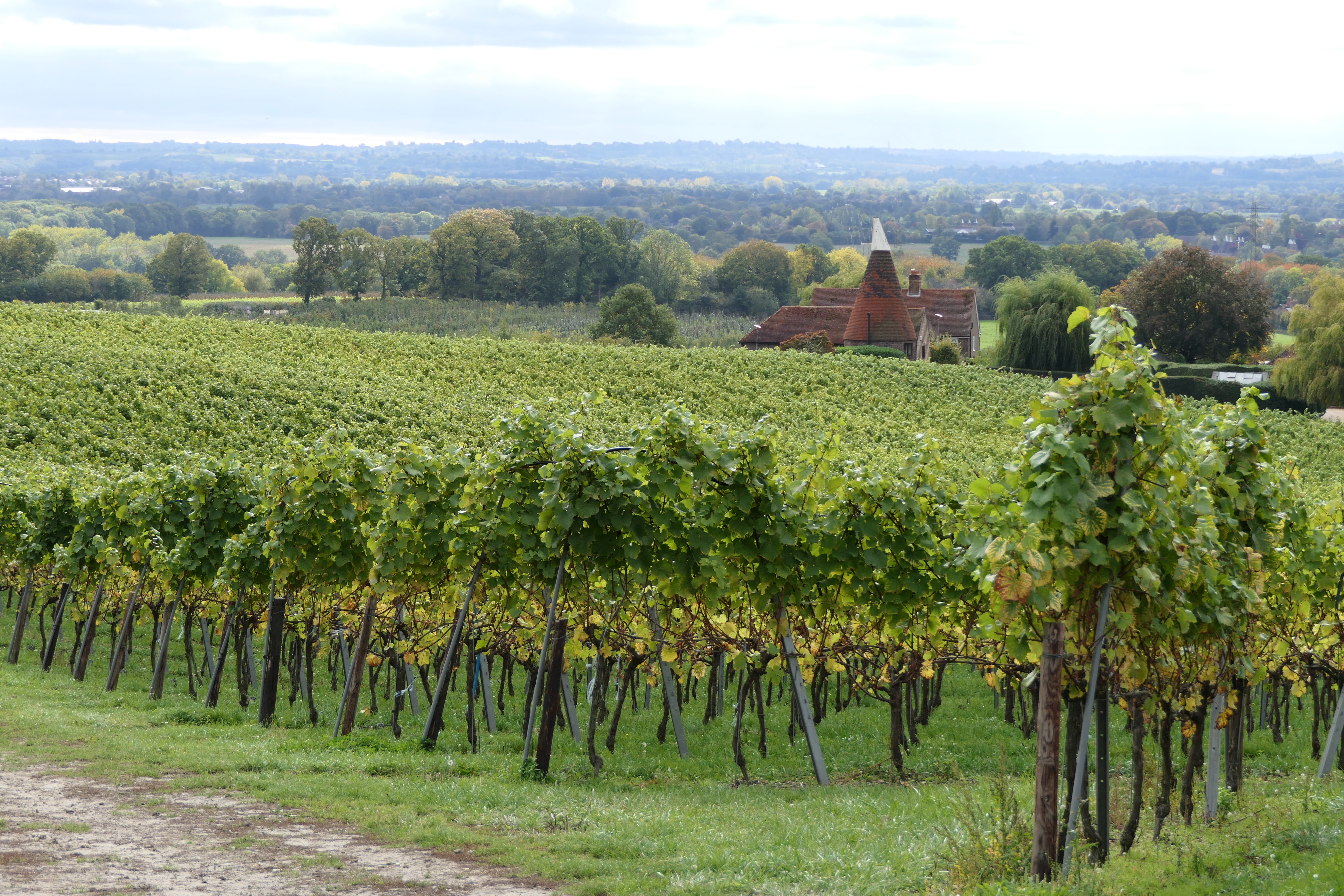 From Kent orchards to gold-medal wine - Vineyard Magazine