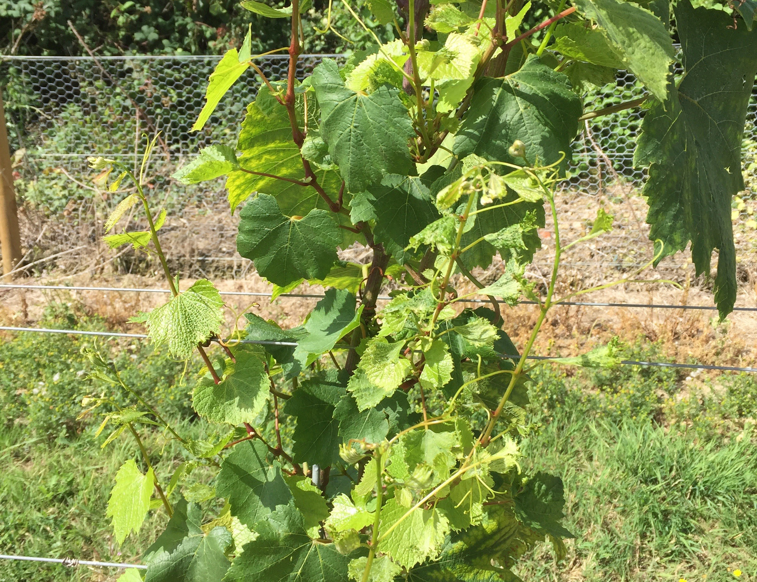 Simple steps to avoid herbicide issues - Vineyard Magazine