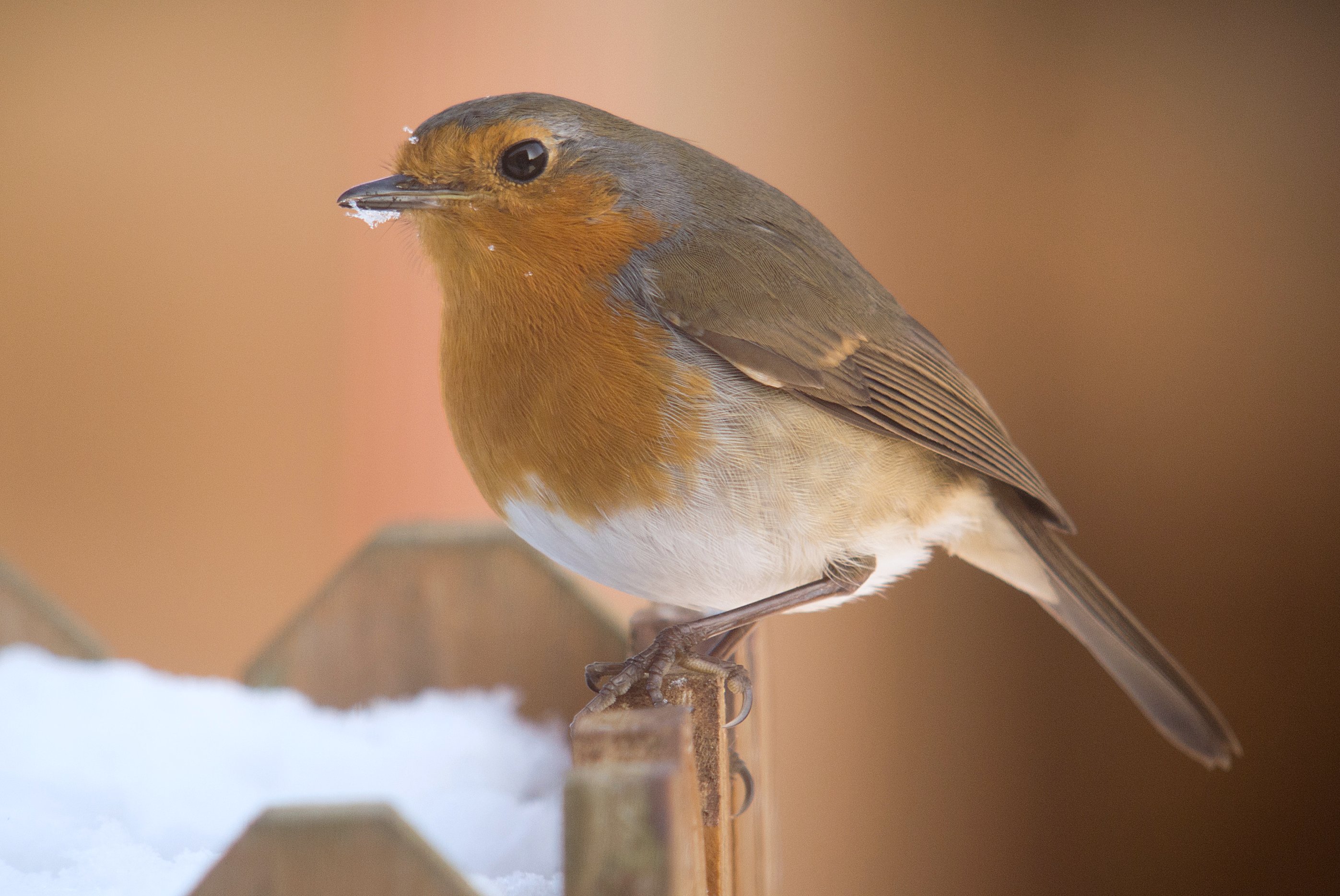 New digital platform makes counting makes Big Farmland Bird Count 2026 ...