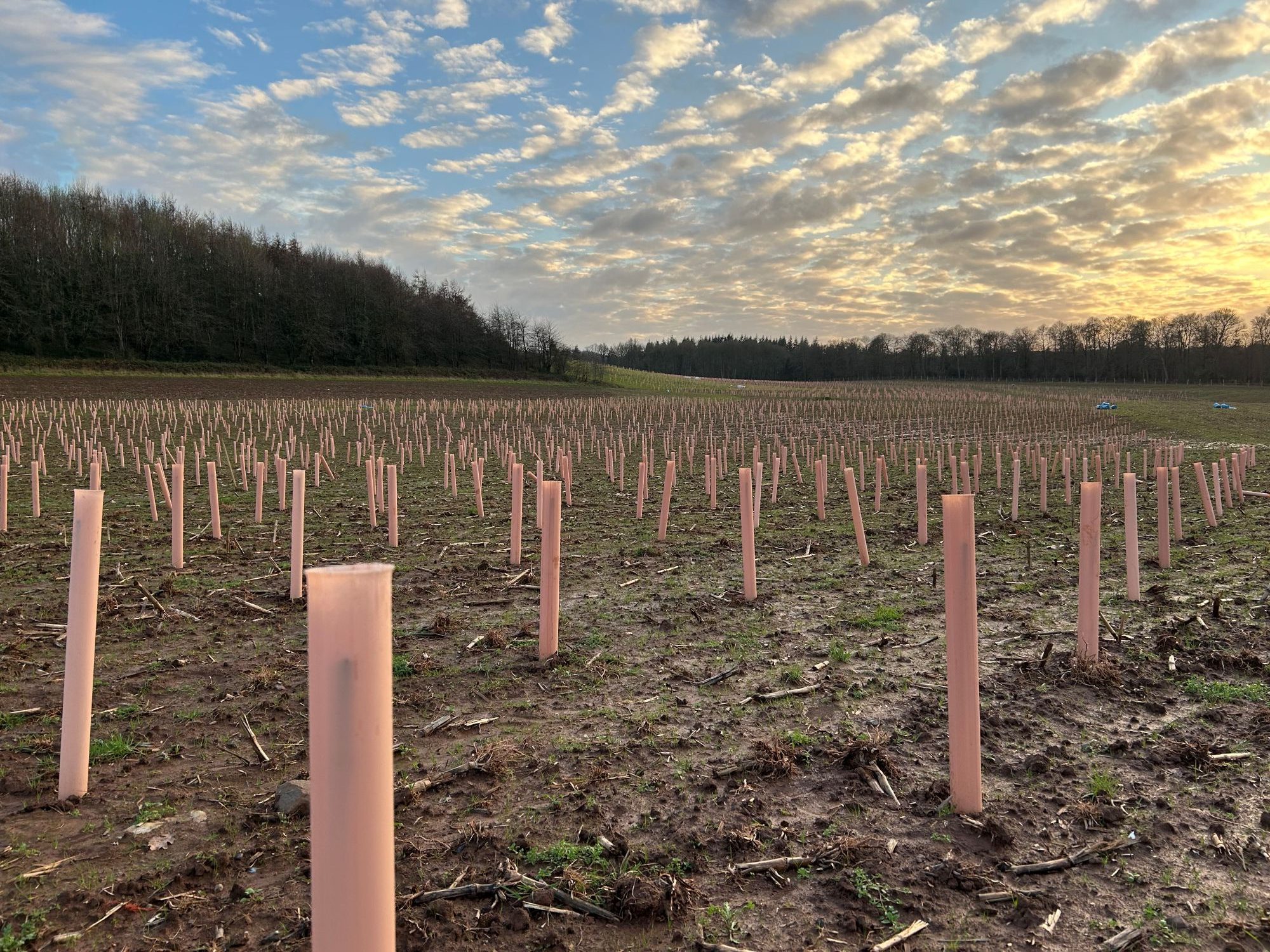 Biodegradable Easysleeve for hedge and small-scale planting protection ...